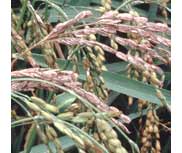 Home :: Rice Dinner Project